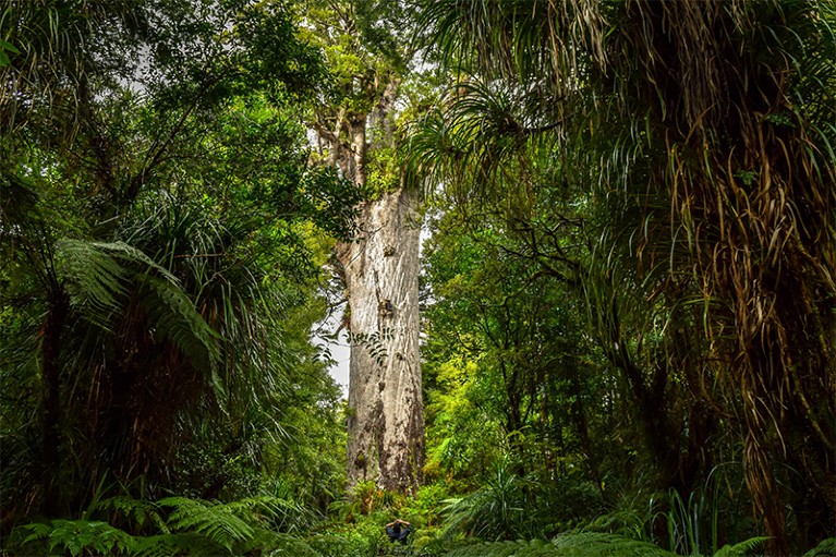 Calling time on New Zealand’s oldest tree species