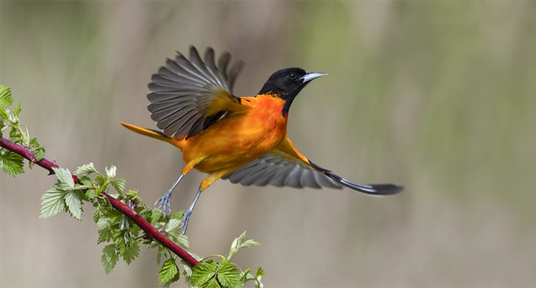 Bird forecasting by radar