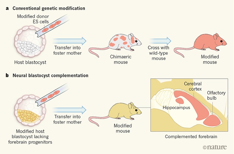 Absent forebrain replaced by embryonic stem cells