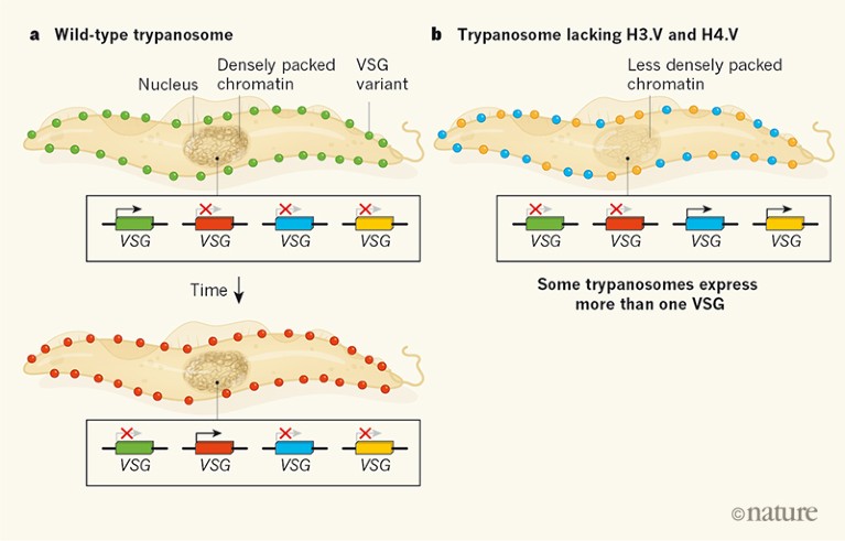 Chromatin clues to the trypanosome parasite’s uniform coat