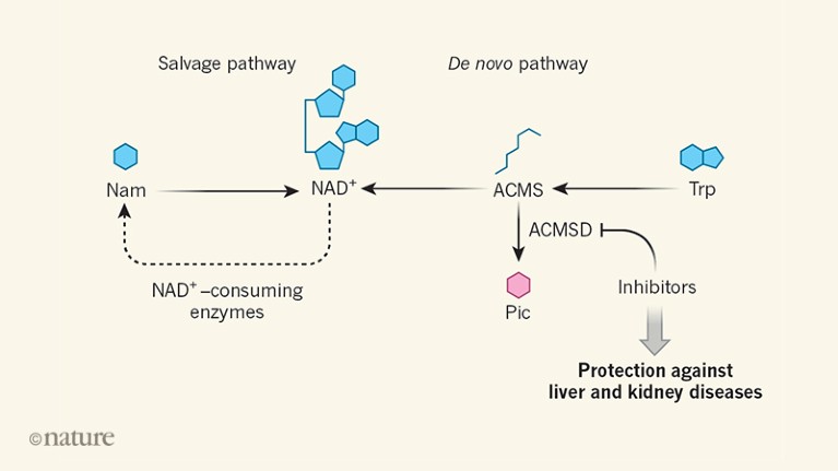 Increased synthesis of a coenzyme linked to longevity can combat disease