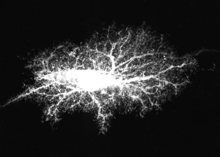 Tapping into the brain’s star power