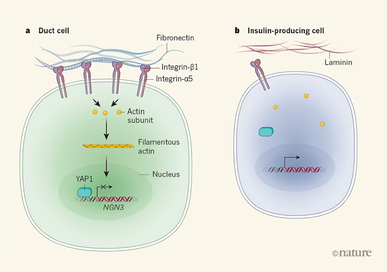 Location matters for insulin-producing cells