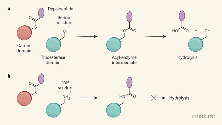 Enzymes engineered to trap reaction intermediates