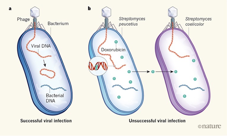 Bacterial defence molecules target viral DNA