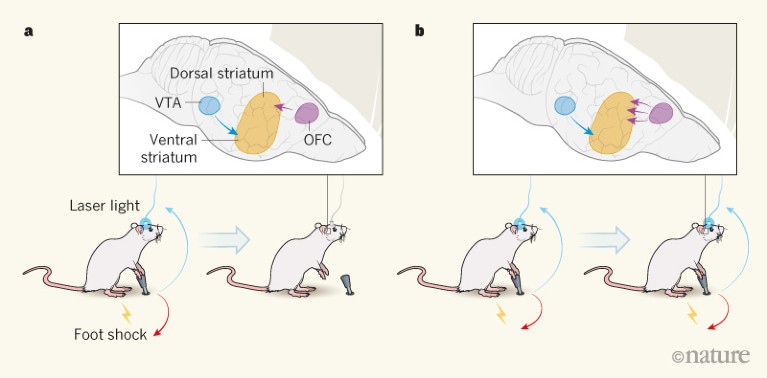 Brain circuits of compulsive drug addiction identified