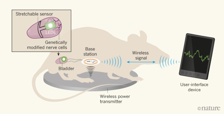 Implanted device enables responsive bladder control