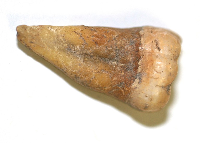 Ancient genomes help to pinpoint origins of Aboriginal remains