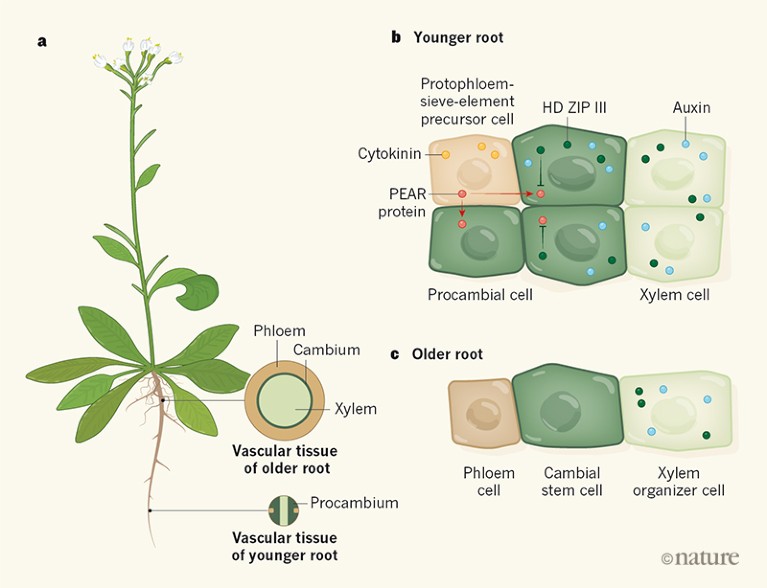 Plant-thickening mechanisms revealed