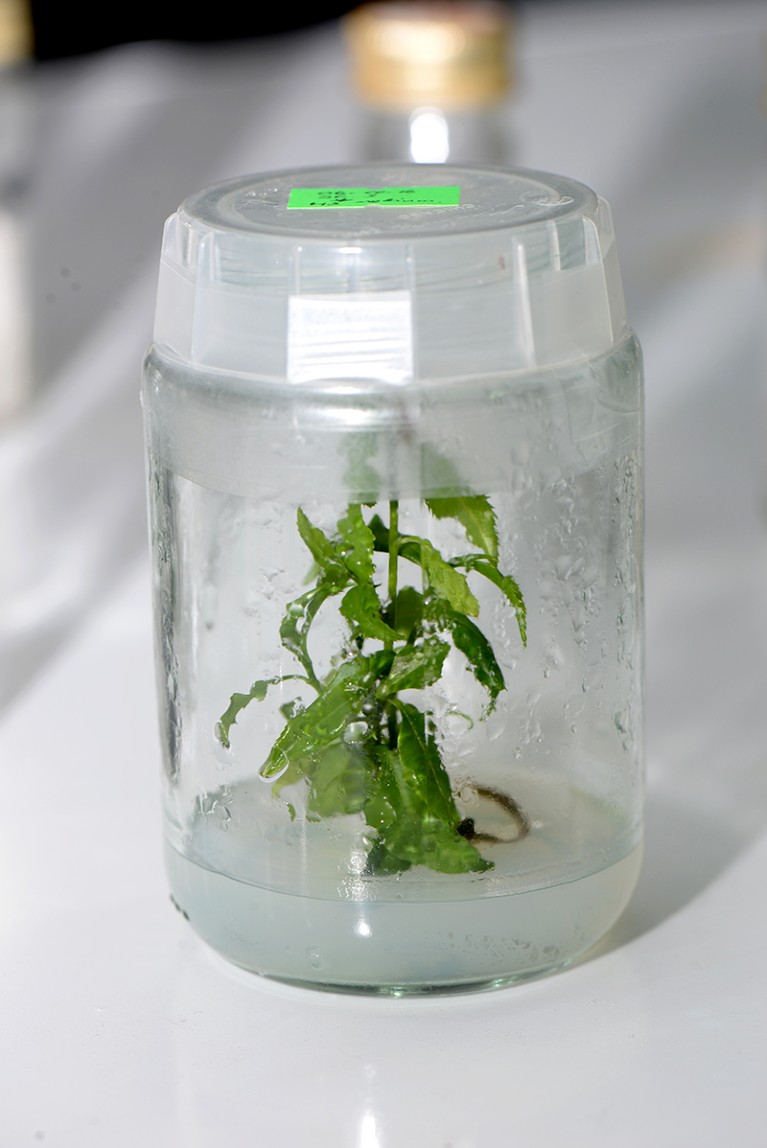 Genomic focus brings tea research to the boil