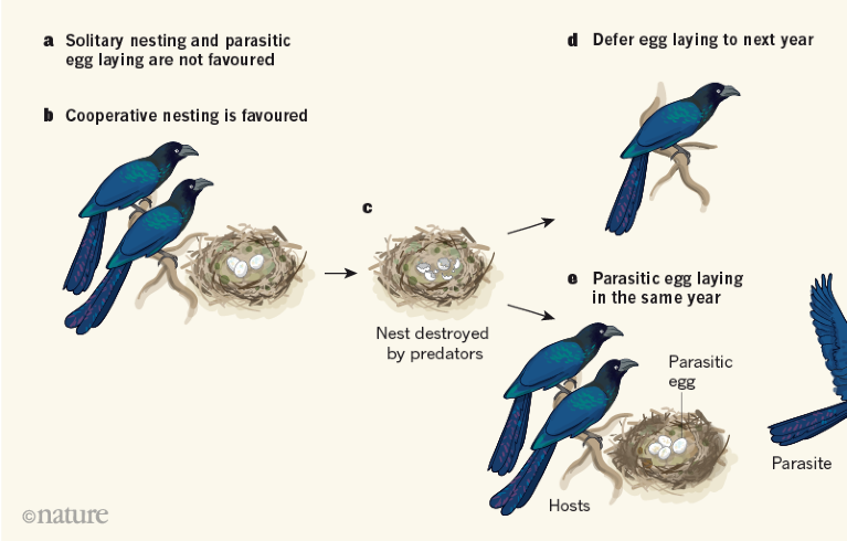 When cooperators cheat