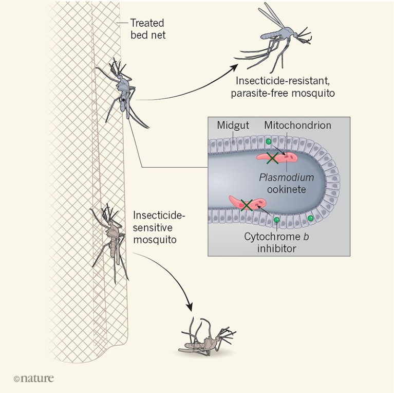 Battling disease by giving mosquitoes an antimalarial drug