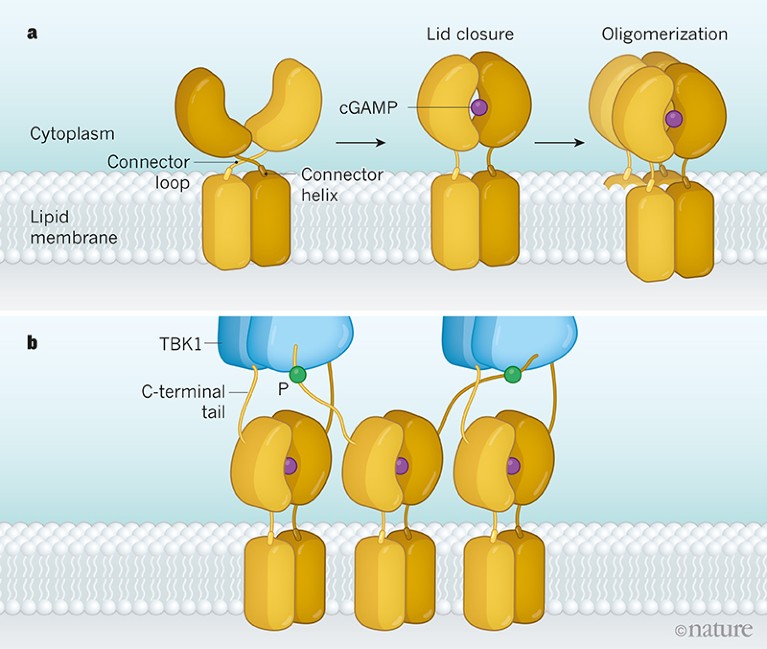 Structures of STING protein illuminate this key regulator of inflammation