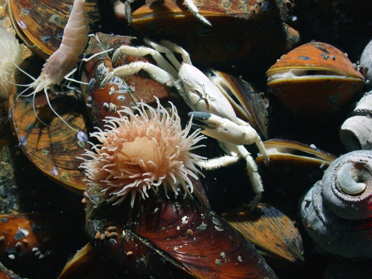 Forty years of fathoming life in hot springs on the ocean floor