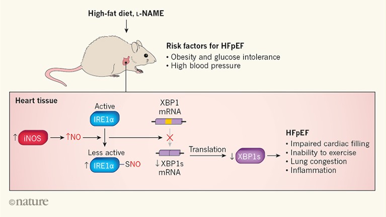 A mouse model for the most common form of heart failure