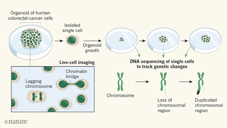 Watching cancer cells evolve through chromosomal instability