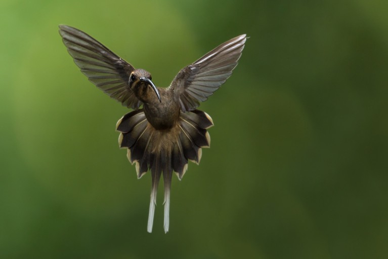 Hummingbirds look and learn