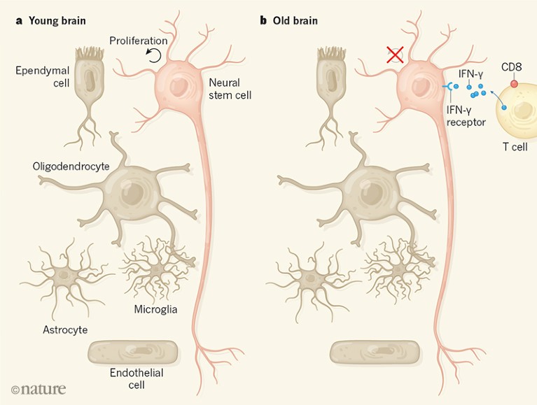 Infiltration of old brains by T cells causes dysfunction of neural stem ...