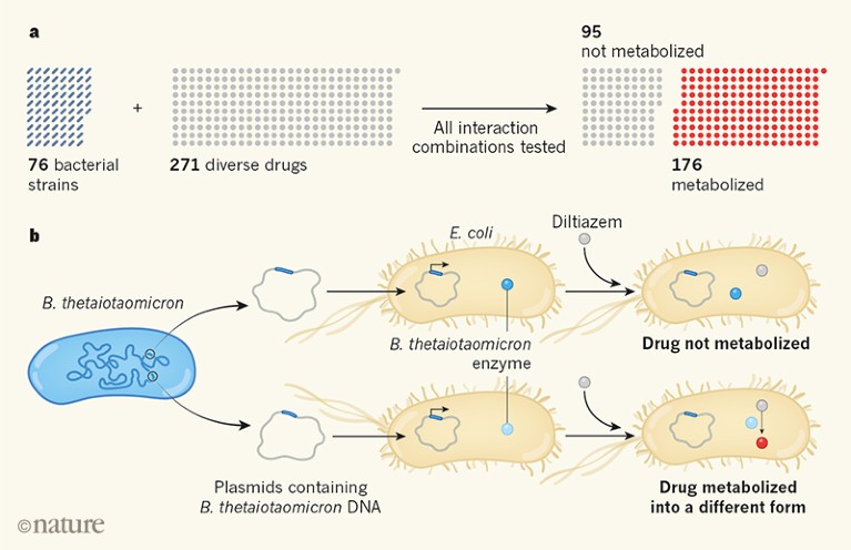 Microbes make metabolic mischief by targeting drugs
