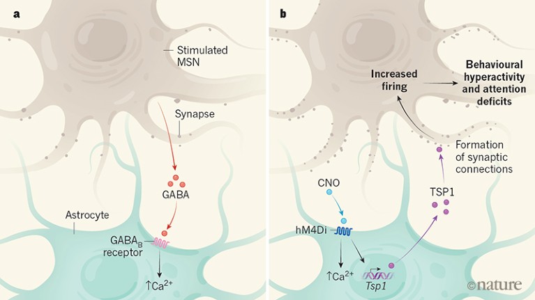 Star-like cells spark behavioural hyperactivity in mice
