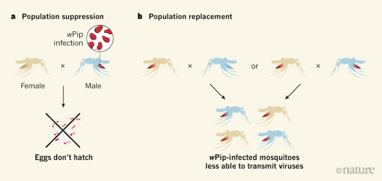 Tiger mosquitoes tackled in a trial