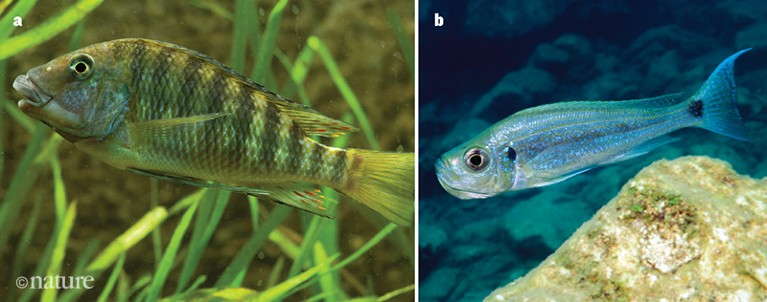 Fishing out a feeding paradox