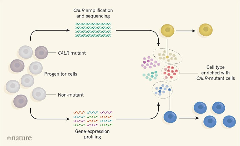 How mutations express themselves in blood-cell production