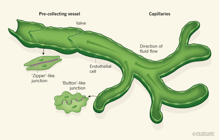 Lymphatic vessels at the base of the mouse brain provide direct ...