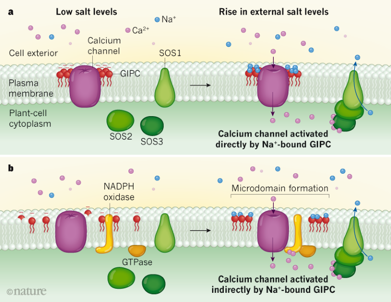 How plants perceive salt
