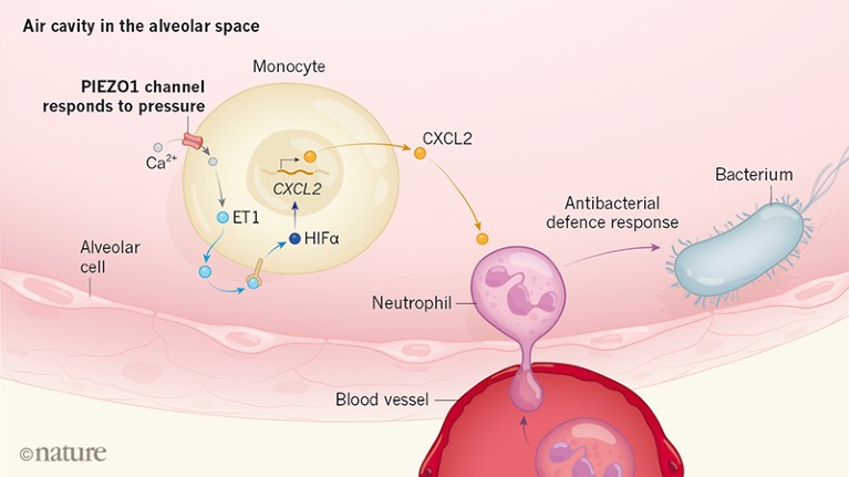Pressure regulates immune-cell function