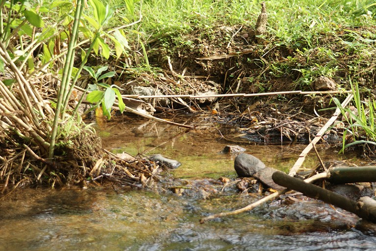 Enormous frogs heave rocks to build tadpole ‘nests’