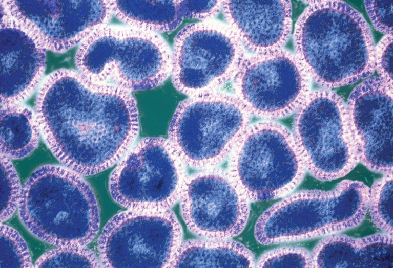 Towards a universal flu vaccine