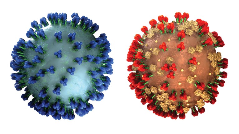 Accelerating flu protection