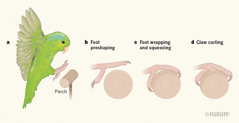 Getting to grips with how birds land stably on complex surfaces