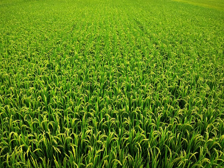 How evolution builds genes from scratch