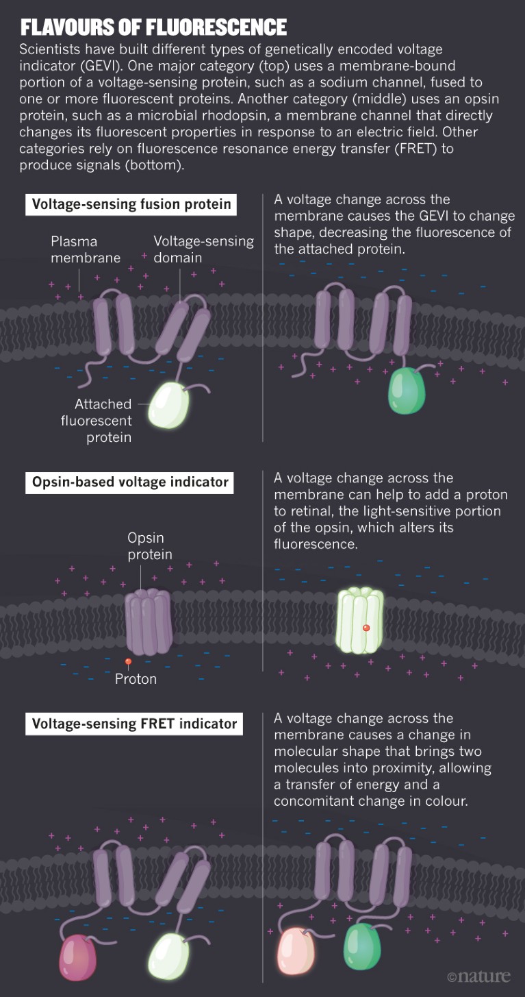 Genetic light bulbs illuminate the brain