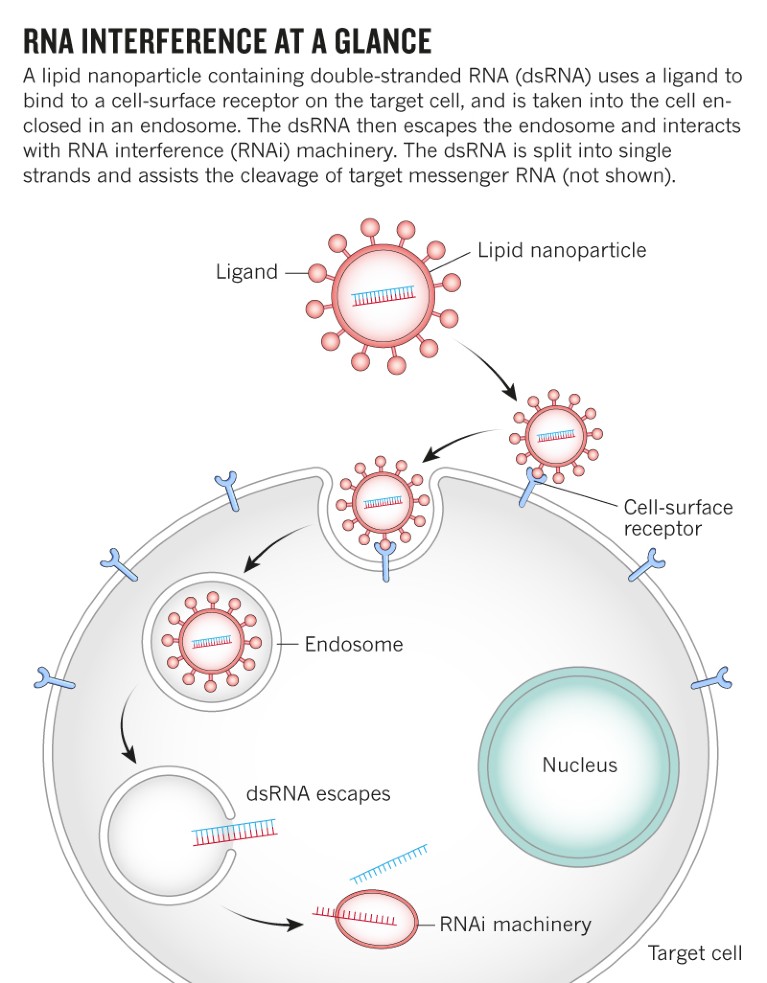 The challenge of delivering RNA-interference therapeutics to their ...