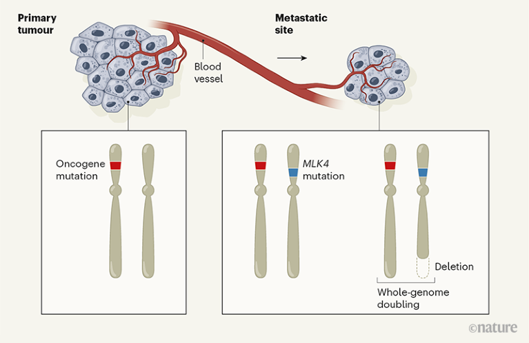 Huge whole-genome study of human metastatic cancers