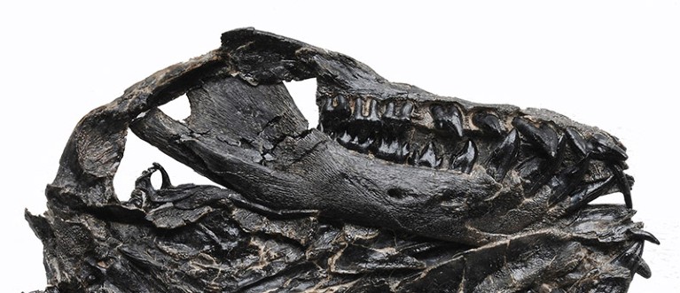 How the earliest mammals thrived alongside dinosaurs