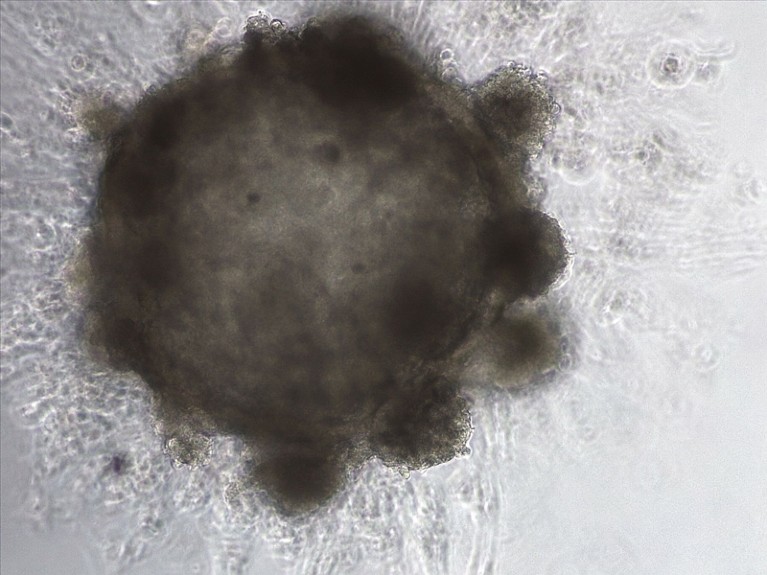 Primate embryos grown in the lab for longer than ever before