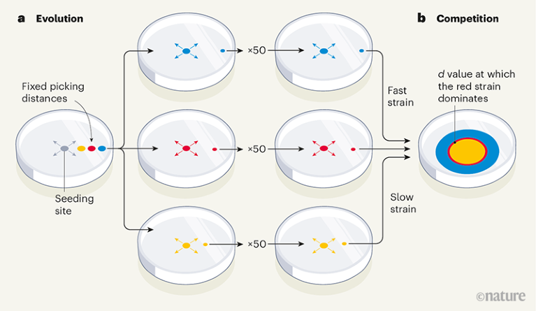 A rule from bacteria to balance growth and expansion