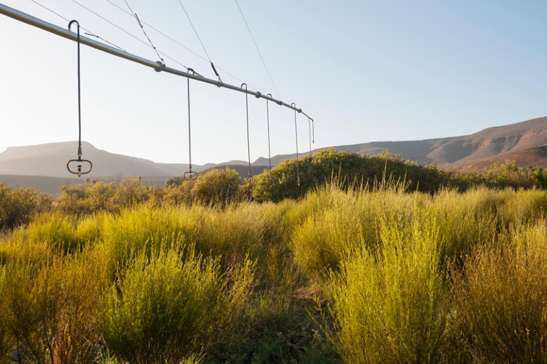 Rooibos tea profits will be shared with Indigenous communities in ...