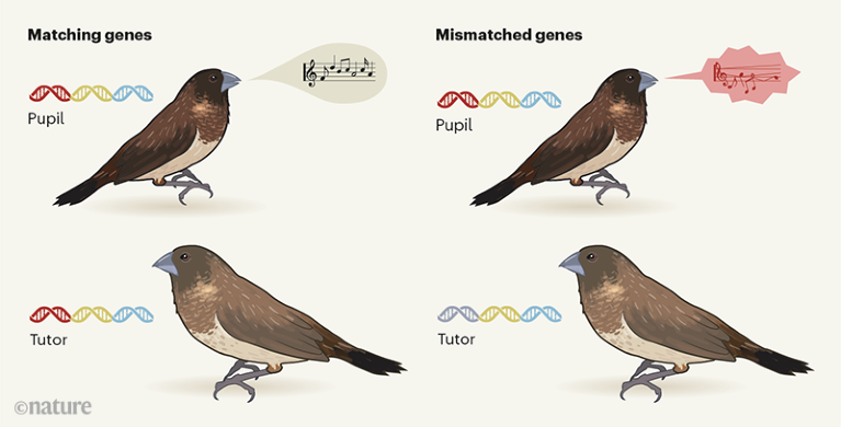 A genetically tailored education for birds