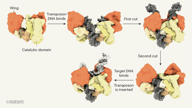 Snapshots of a genetic cut-and-paste