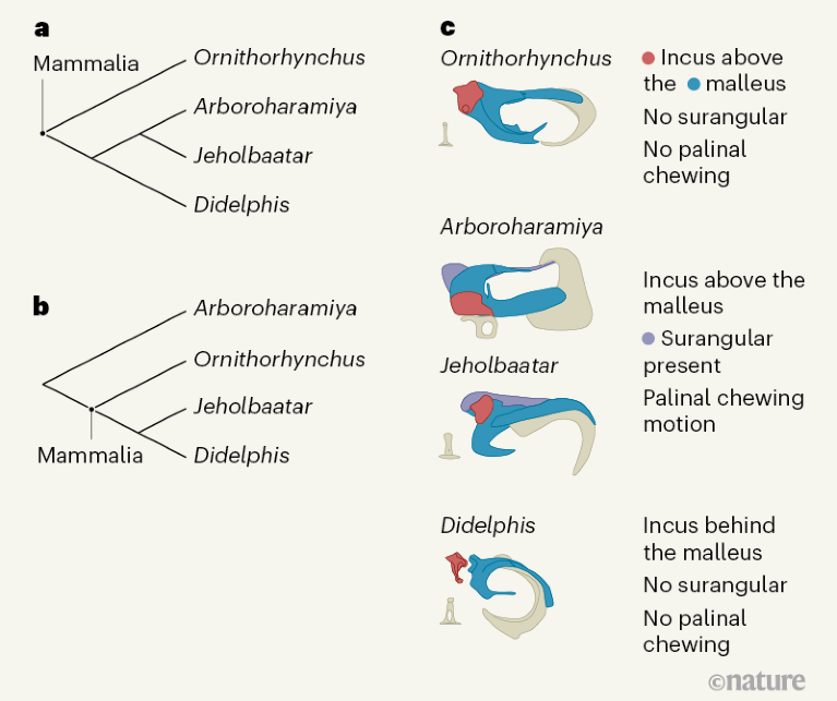 All ears about ancient mammals