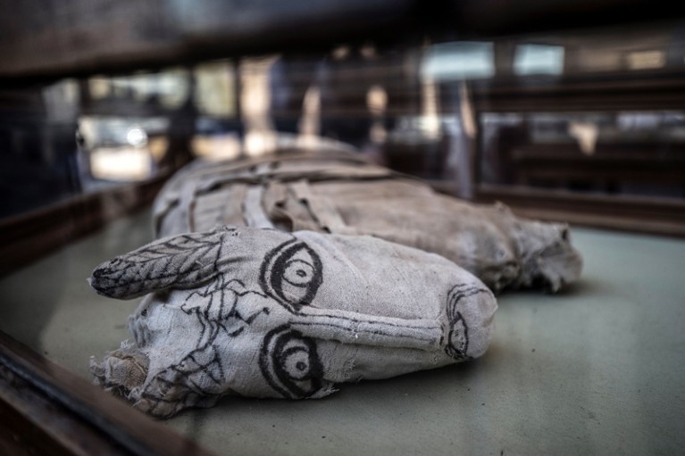 Rare mummified lions add to Egyptology buzz