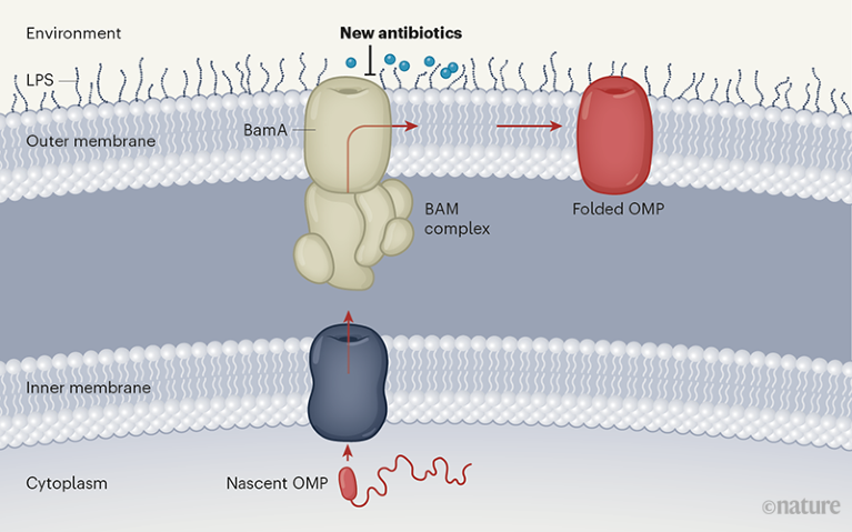 New antibiotics target the outer membrane of bacteria