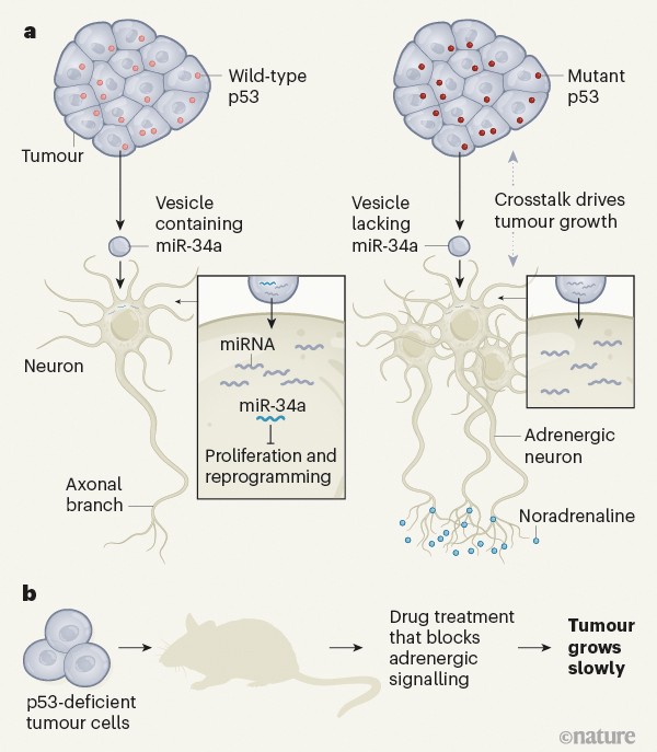 Loss of p53 protein strikes a nerve to aid tumour growth