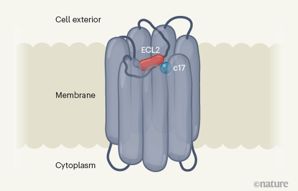 A self-activating orphan receptor