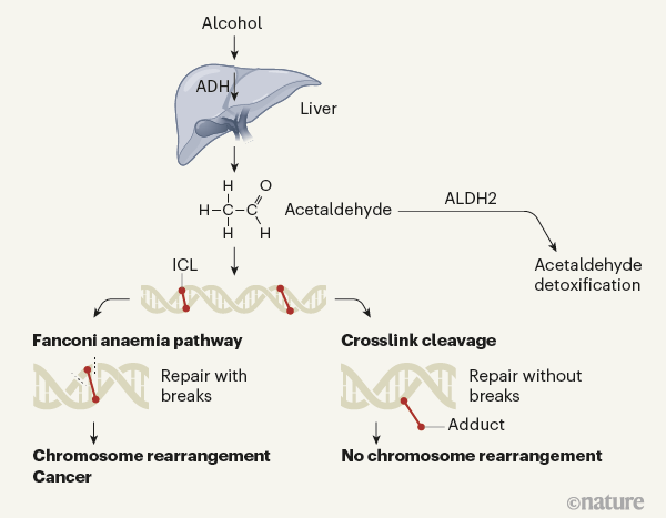 A safe fix for alcohol-derived DNA damage